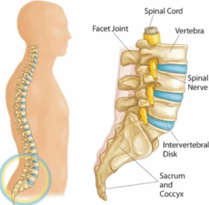 70) Facet Joint Injuries: How Physiotherapy Heals Your Spine Naturally ...